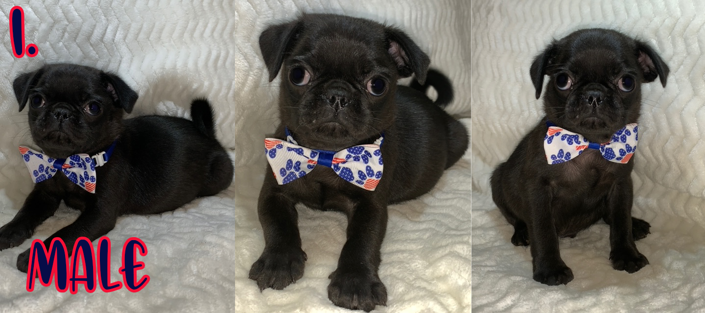 Pugs – Pony Tails Kennel