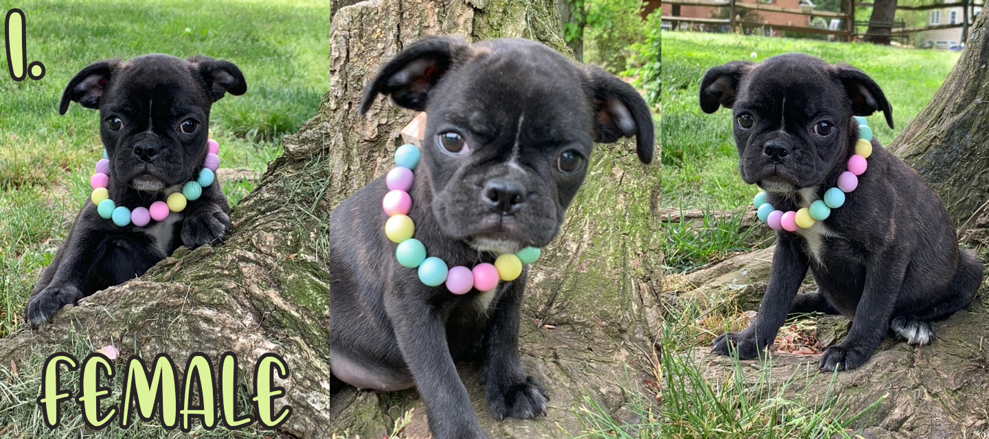 Bugg – Pony Tails Kennel