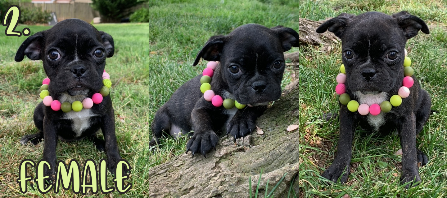 Bugg – Pony Tails Kennel