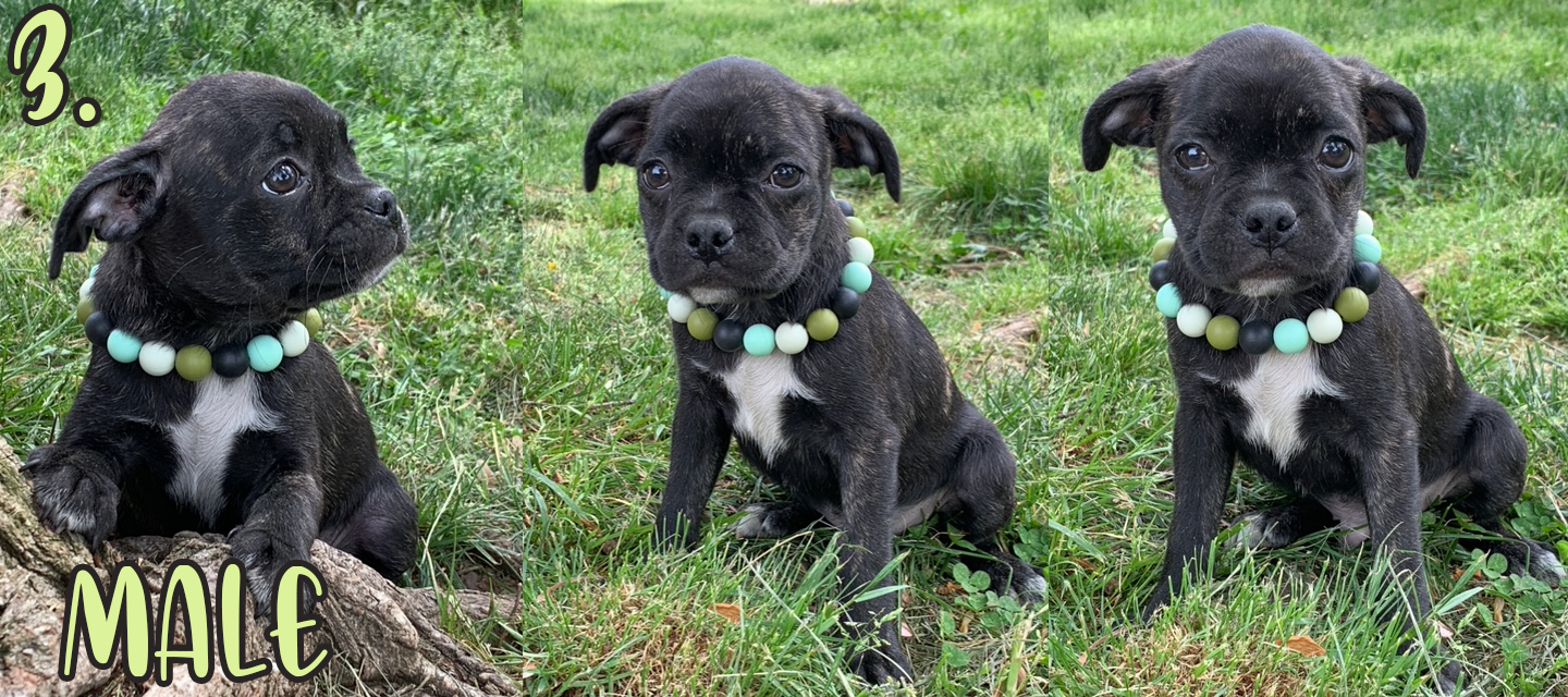 Bugg – Pony Tails Kennel