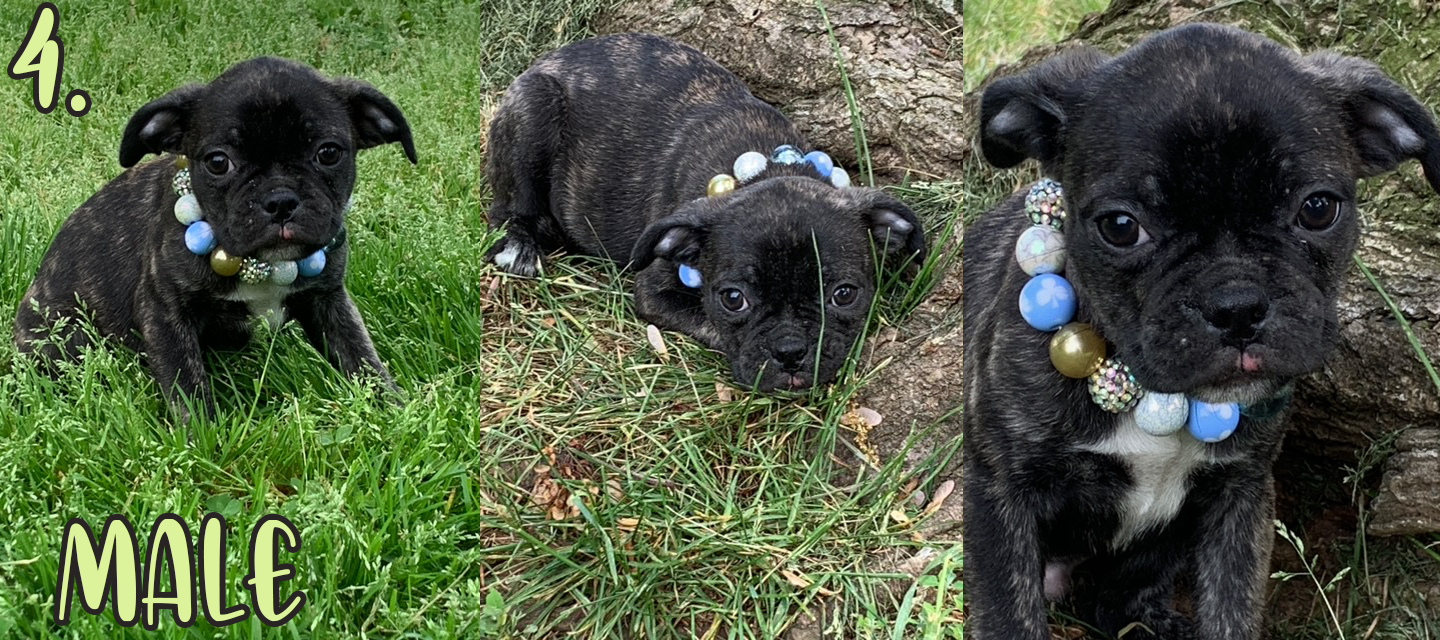 Bugg – Pony Tails Kennel