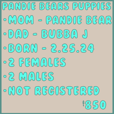 Bugg – Pony Tails Kennel