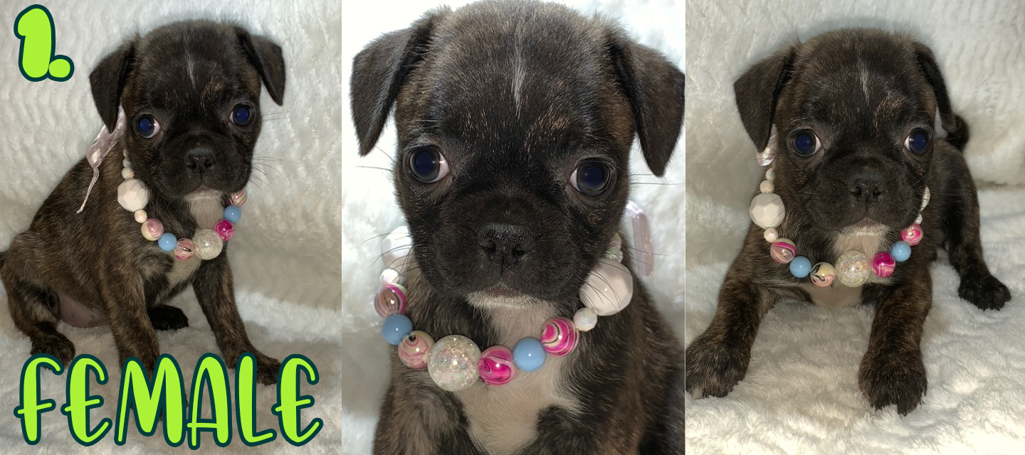 Bugg – Pony Tails Kennel