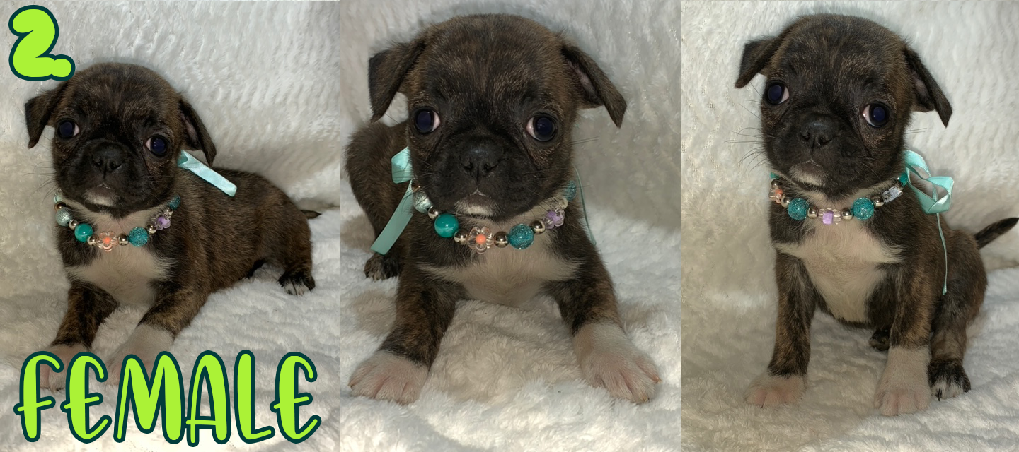 Bugg – Pony Tails Kennel