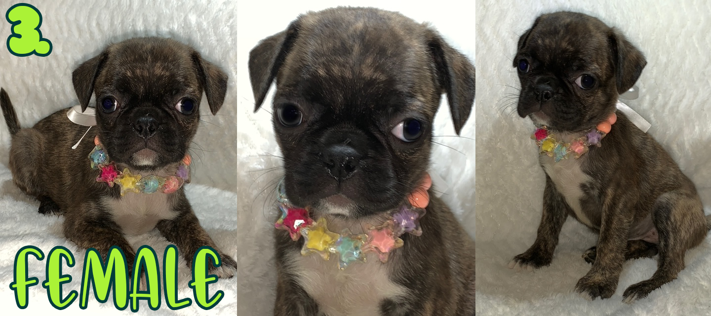 Bugg – Pony Tails Kennel