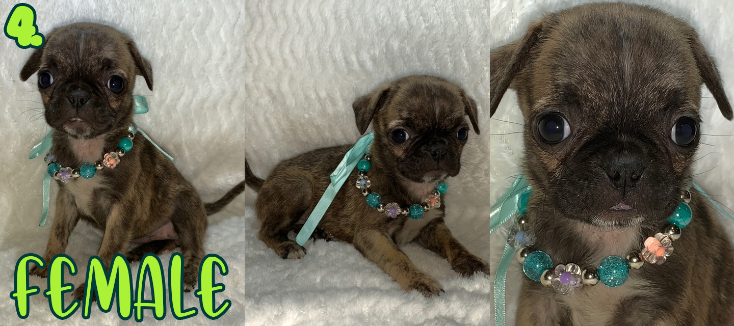 Bugg – Pony Tails Kennel