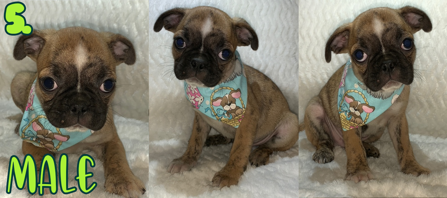 Bugg – Pony Tails Kennel