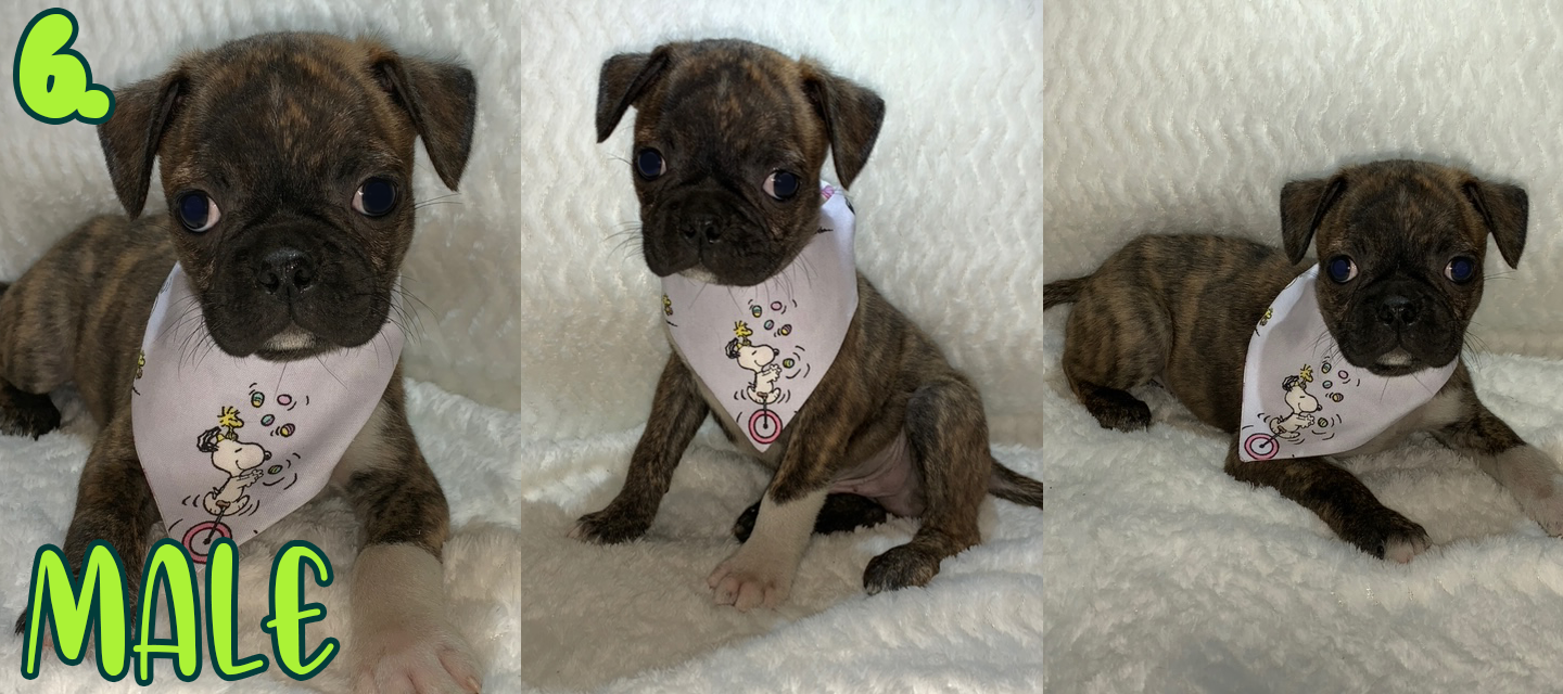 Bugg – Pony Tails Kennel