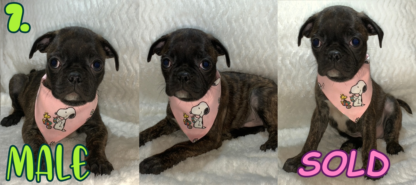 Bugg – Pony Tails Kennel