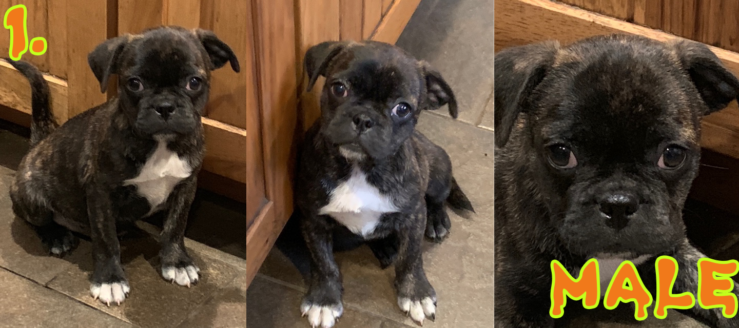 Bugg – Pony Tails Kennel