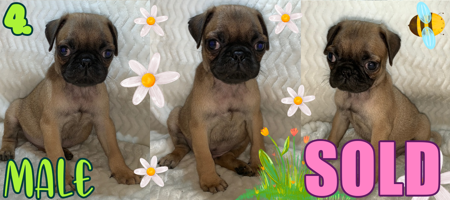 Pugs – Pony Tails Kennel