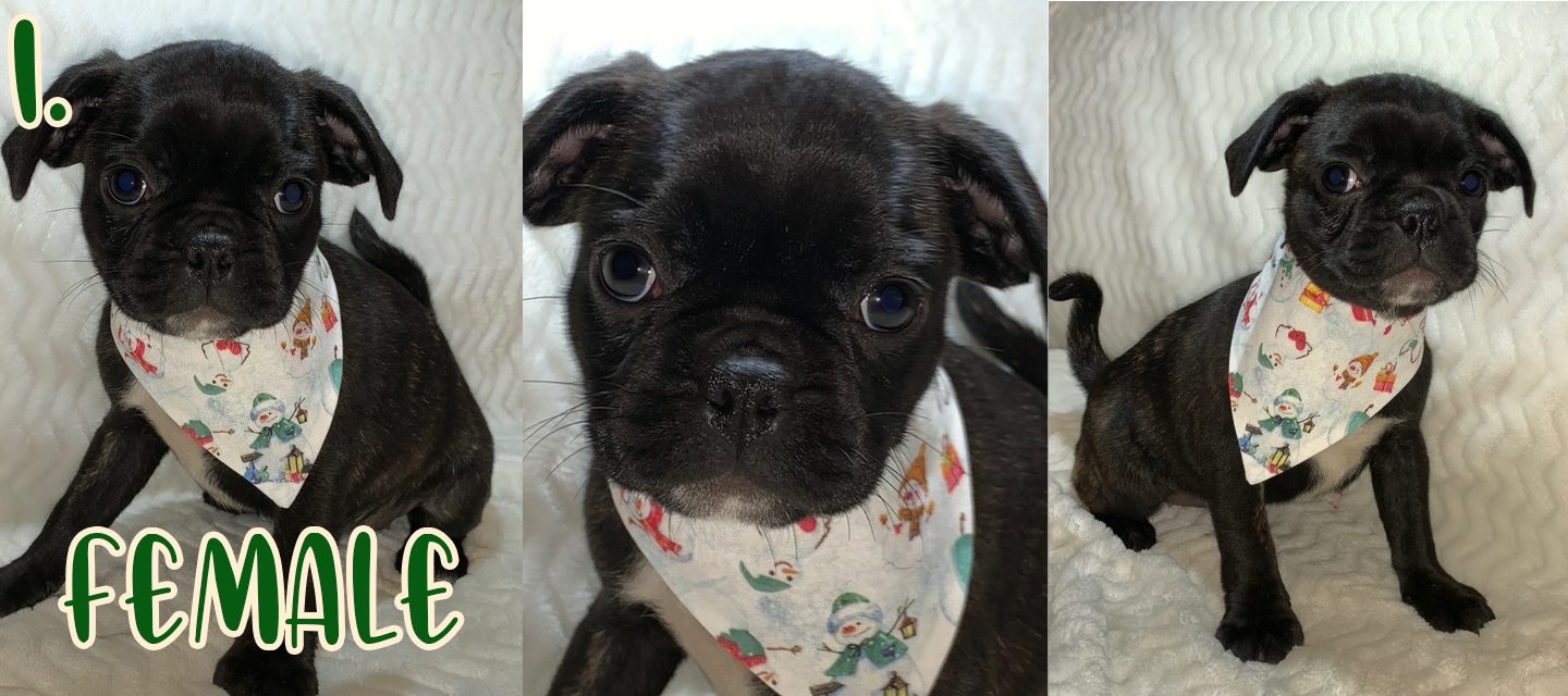 Bugg – Pony Tails Kennel