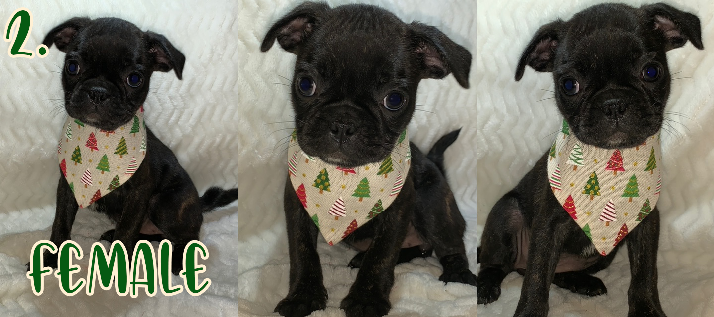 Bugg – Pony Tails Kennel