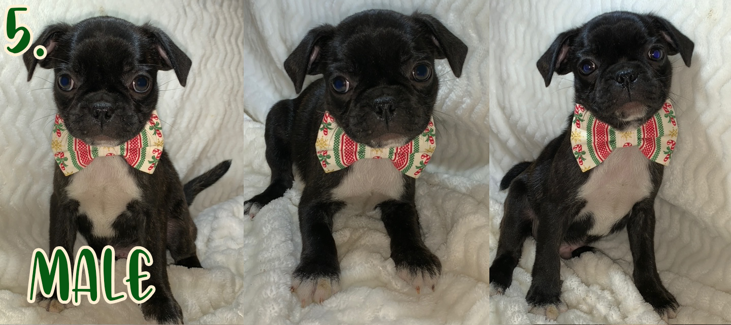 Bugg – Pony Tails Kennel