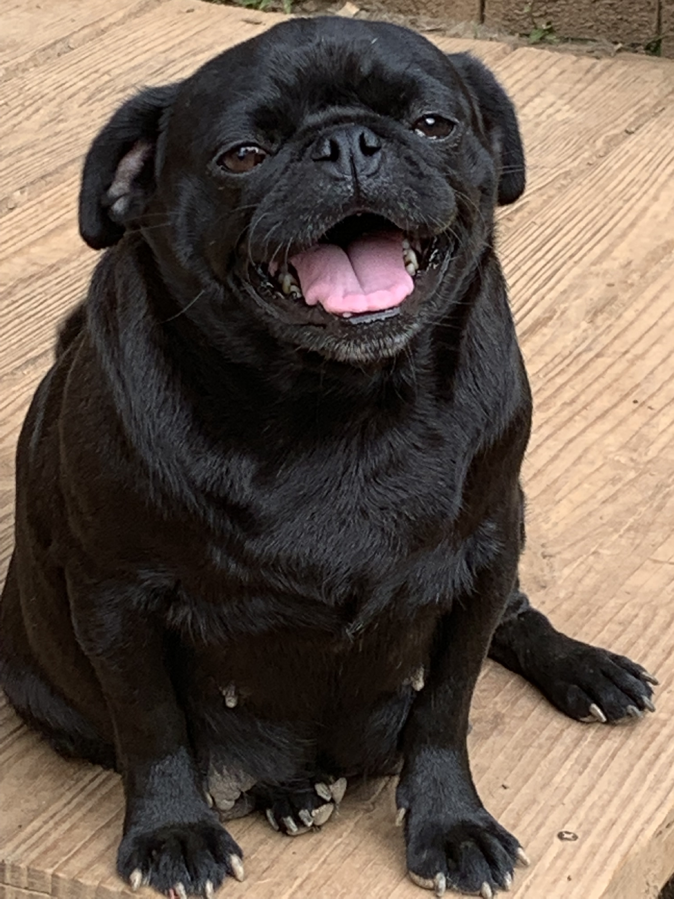 Pugs – Pony Tails Kennel