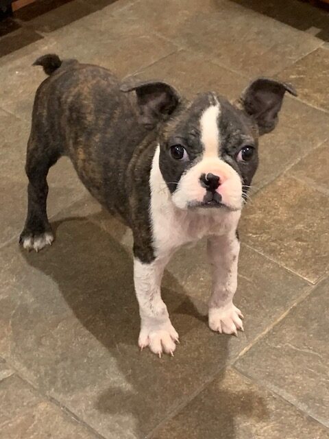 Boston Terriers – Pony Tails Kennel