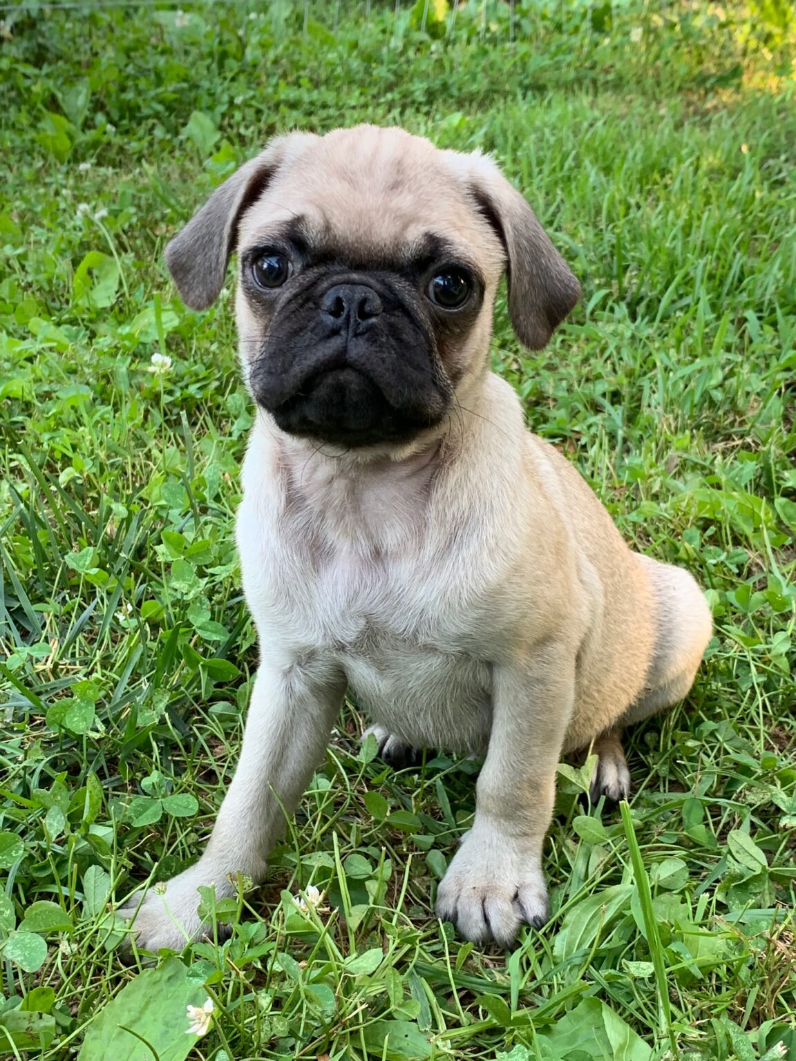 Pony Tails Kennel – Breeding Beagles, Pugs, Boston Terriers, French ...
