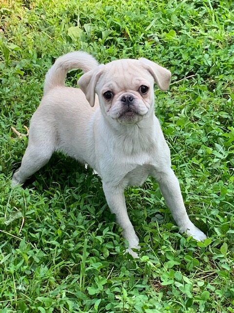 Pugs – Pony Tails Kennel