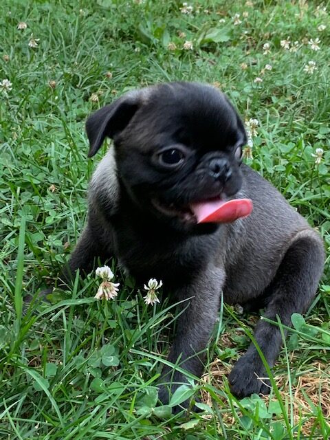 Pugs – Pony Tails Kennel