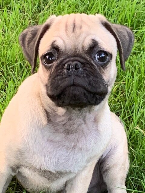 Pugs – Pony Tails Kennel