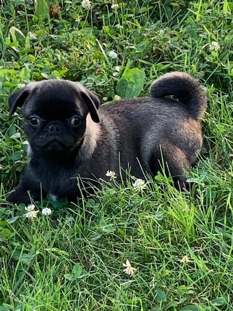 Pugs – Pony Tails Kennel