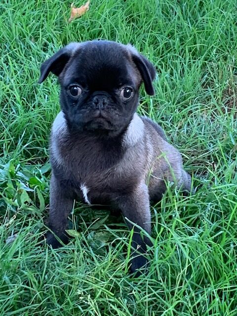 Pugs – Pony Tails Kennel