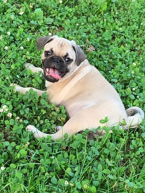 Pugs – Pony Tails Kennel