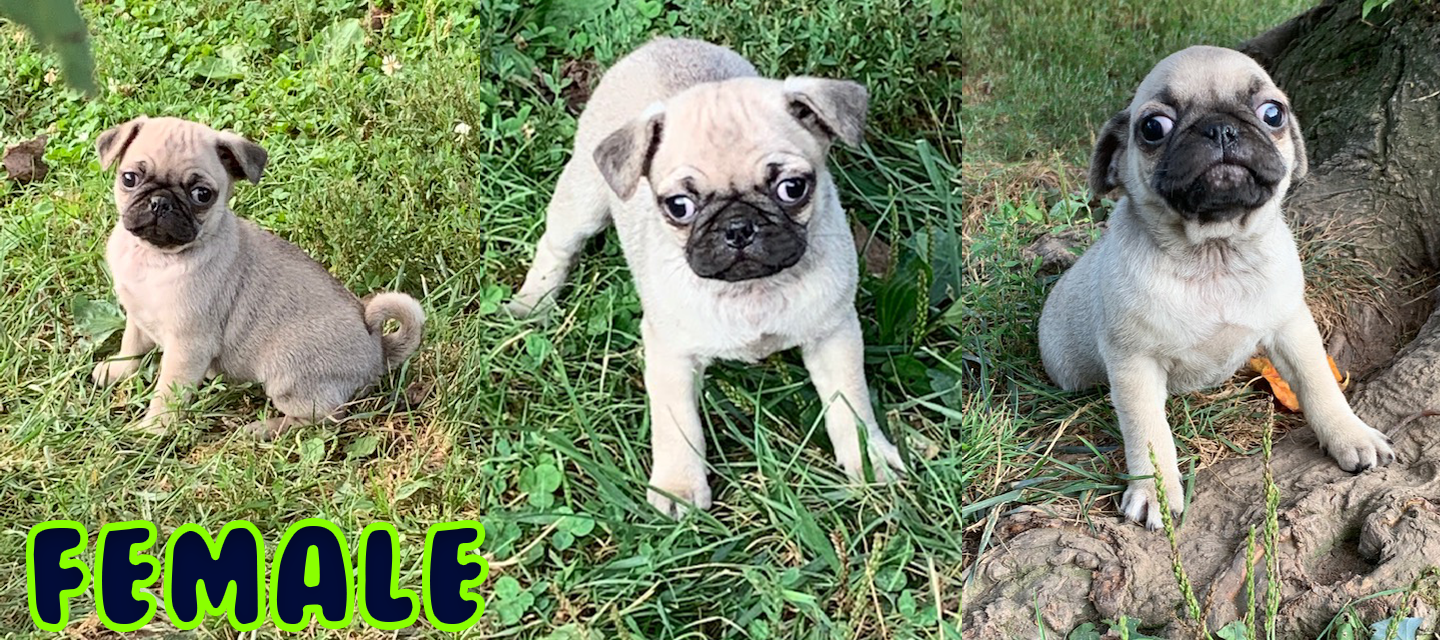 Pugs – Pony Tails Kennel