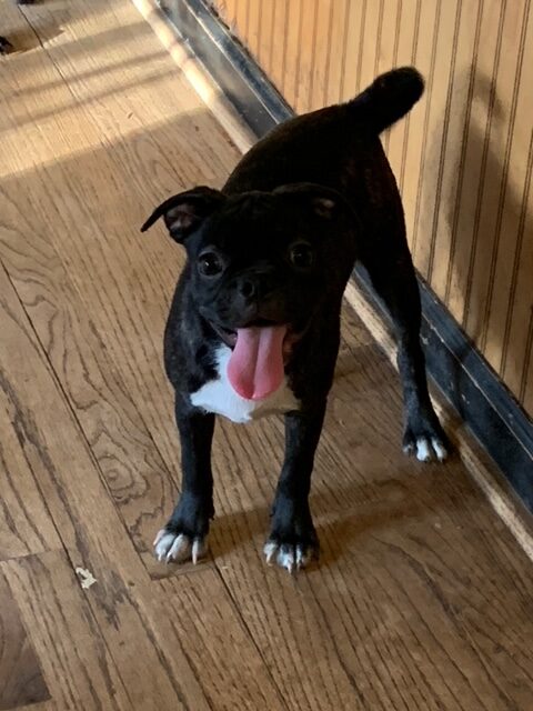 Bugg – Pony Tails Kennel