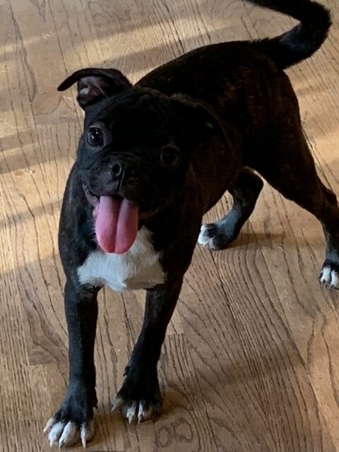 Bugg – Pony Tails Kennel