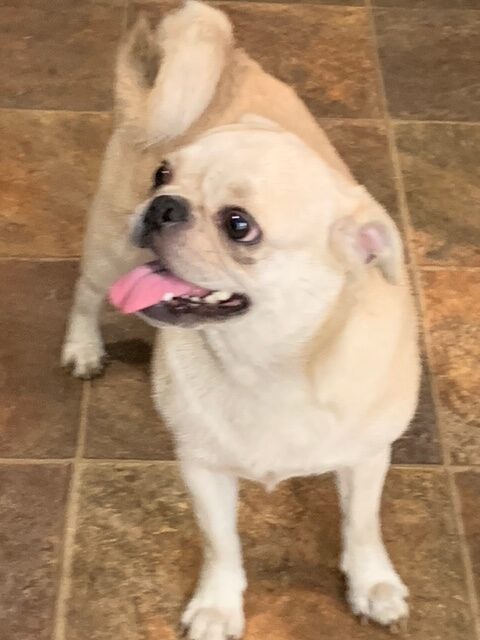 Pugs – Pony Tails Kennel