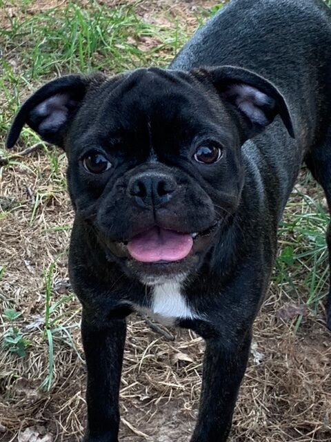 Bugg – Pony Tails Kennel