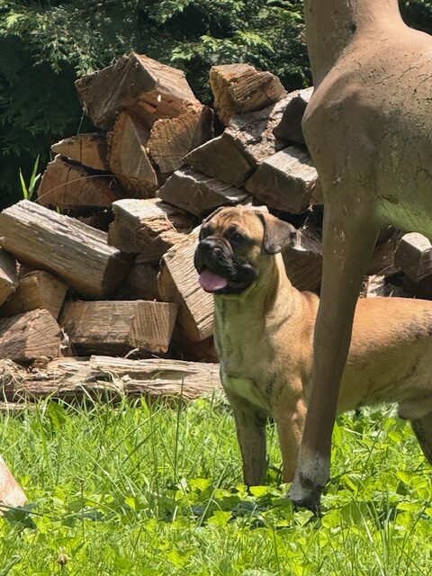 Bugg – Pony Tails Kennel