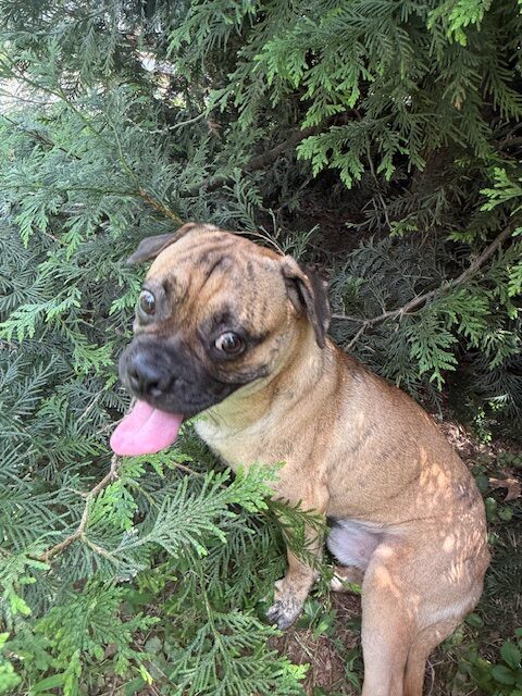 Bugg – Pony Tails Kennel